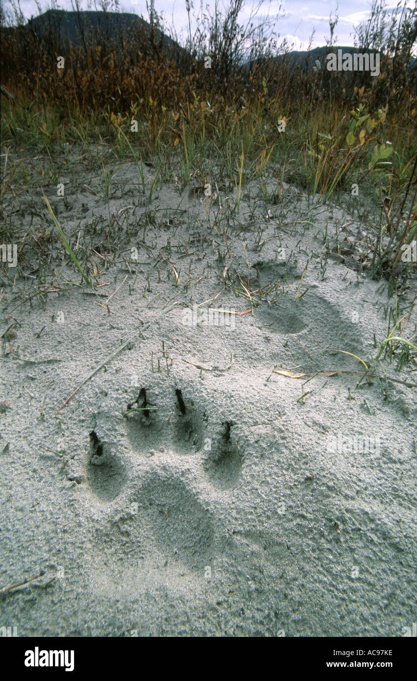 wolf, timberwolf (Canis lupus), single footprint, Alaska Stock Photo ...