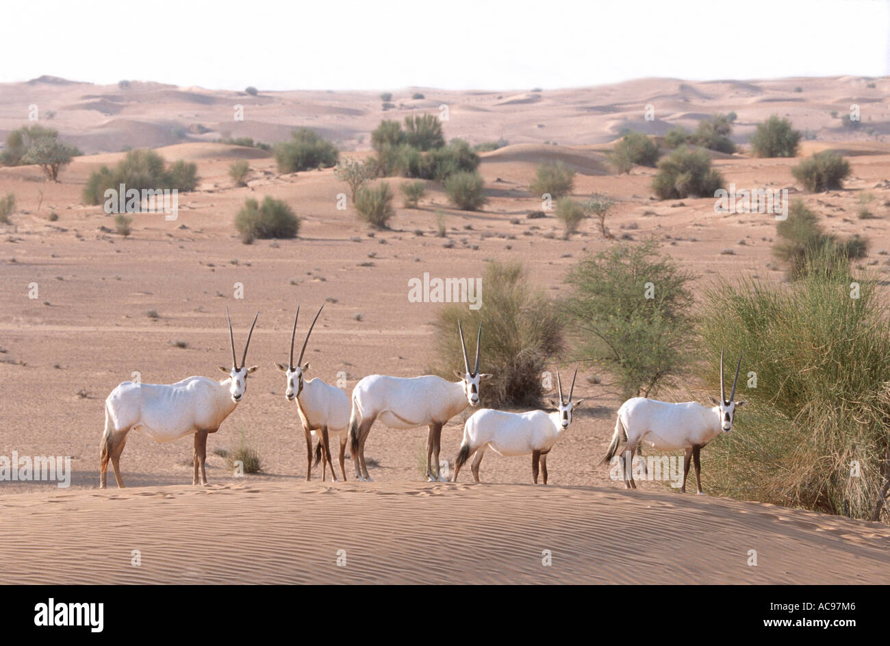 Arabian oryx (Oryx leucoryx), herd Stock Photo - Alamy