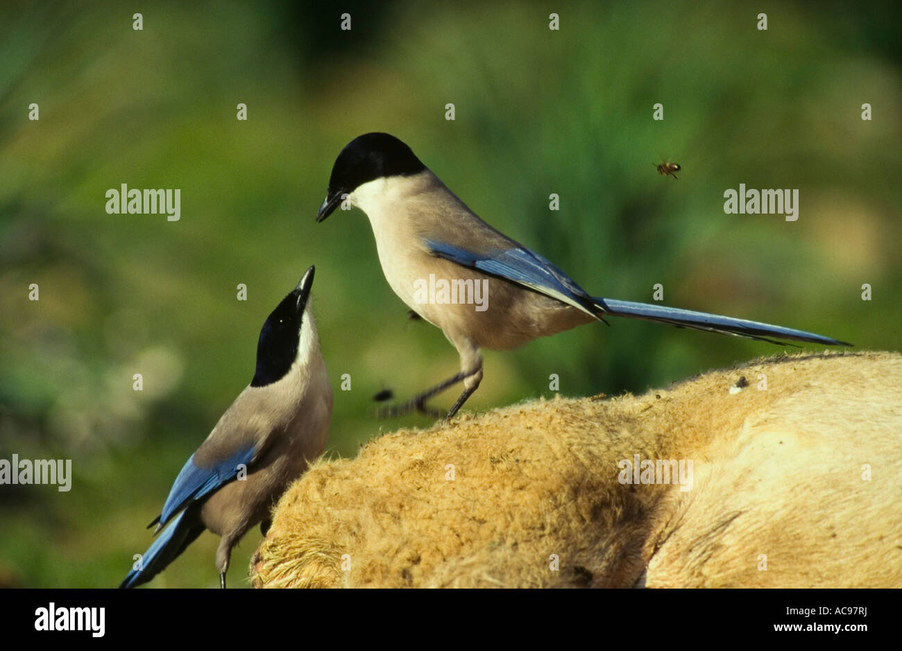 Azure Winged Magpie pair Cyanopica cyana on sheep carcass Cabaneros ...