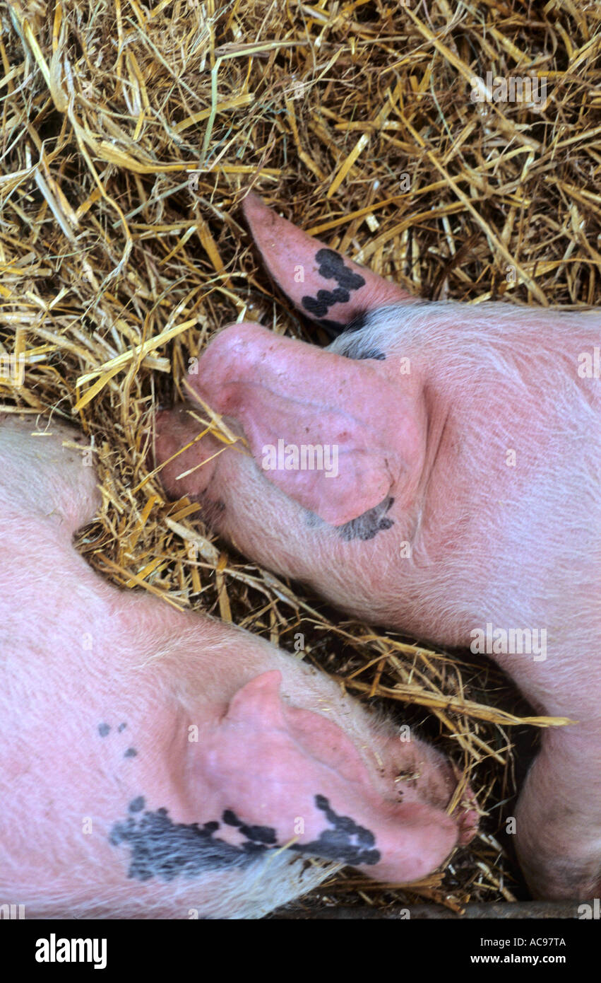 Two young pink pigs Stock Photo - Alamy