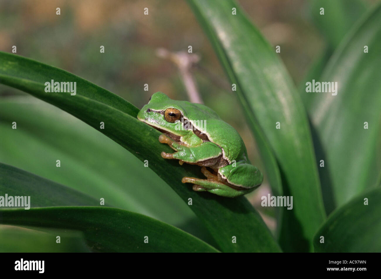 Common Tree frog on leaf Hyla arborea Spain Stock Photo - Alamy