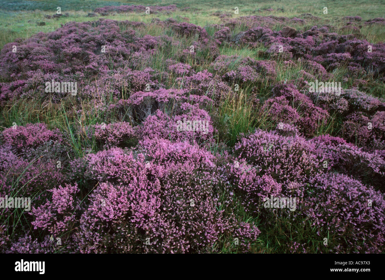 heather, ling (Calluna vulgaris), heath in scottish Highlands ...