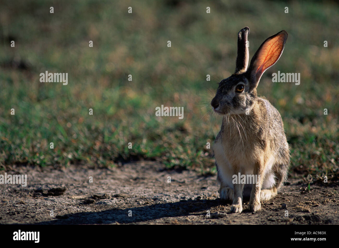 Cape African Hare Lepus capensis Serengeti NP Tanzania Stock Photo - Alamy