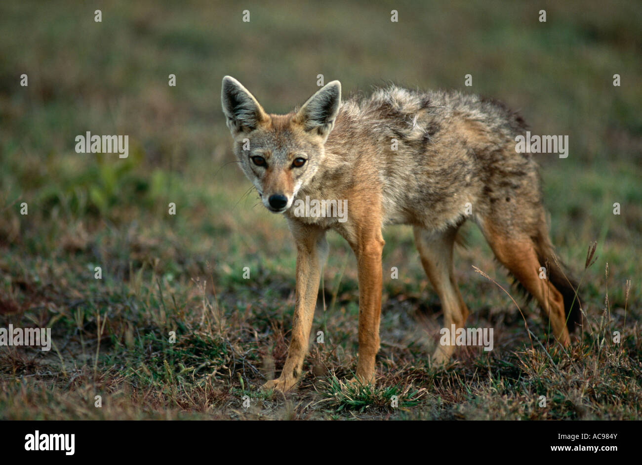 Golden Jackal Canis aureus Serengeti NP Tanzania Stock Photo - Alamy