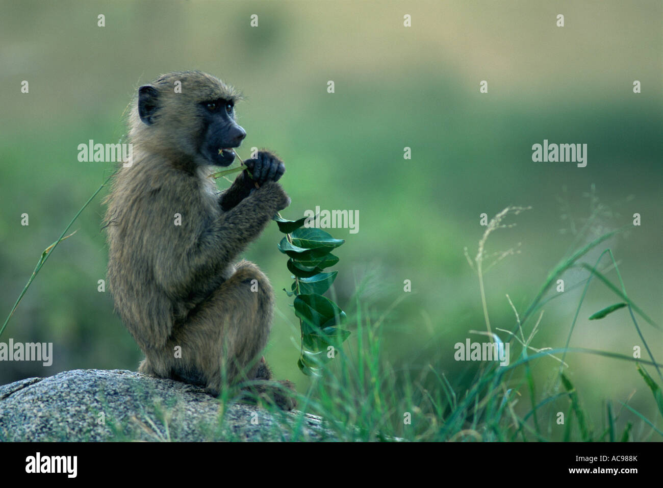 Young Olive baboon Papio anubis sitting on kopje munching on leaves ...