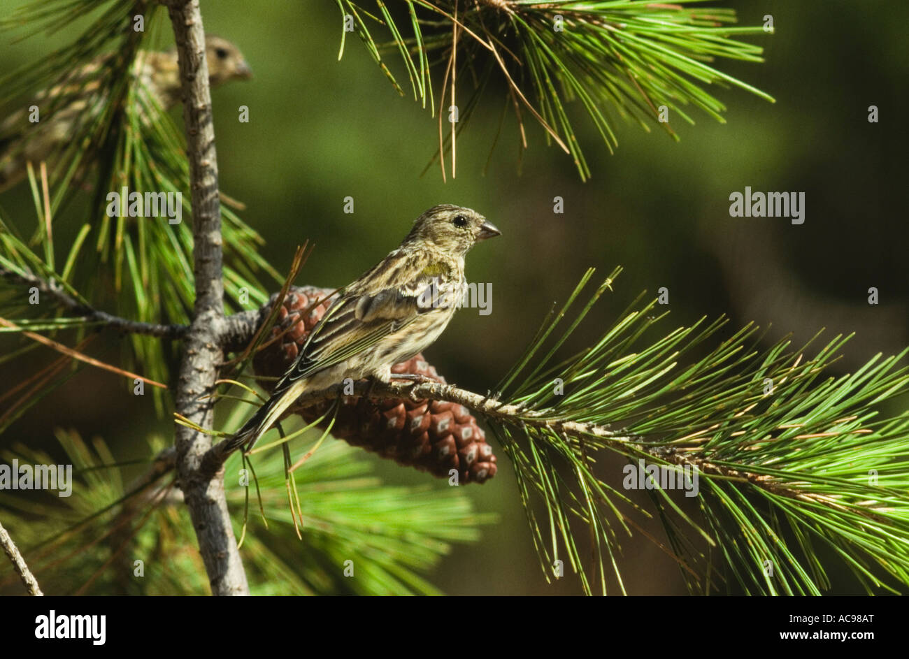 Juvenile serin on pine tree Serinus serinus Stock Photo - Alamy