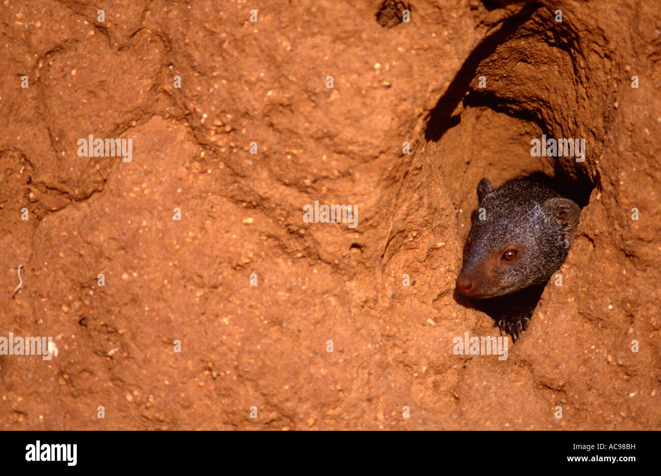 Dwarf Mongoose Helogale parvula in burrow on termite mound Samburu NP ...