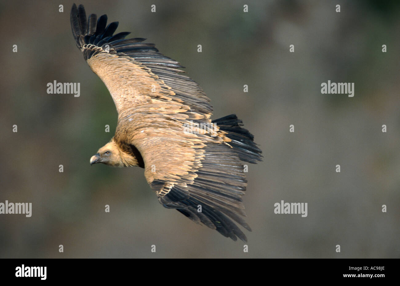 griffon vulture (Gyps fulvus), single animal, flying, Spain Stock Photo ...