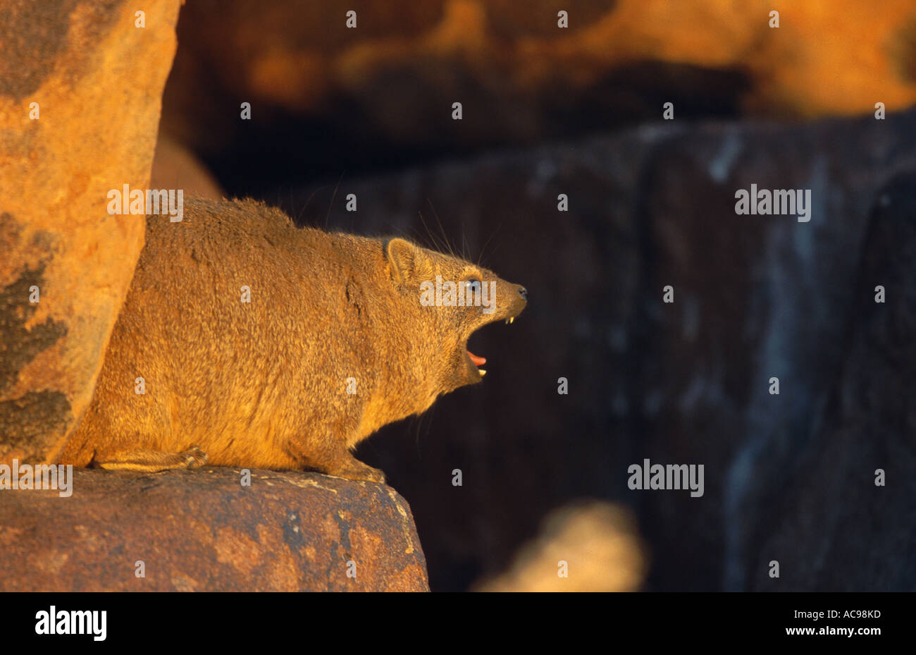 Animal crying hi-res stock photography and images - Alamy