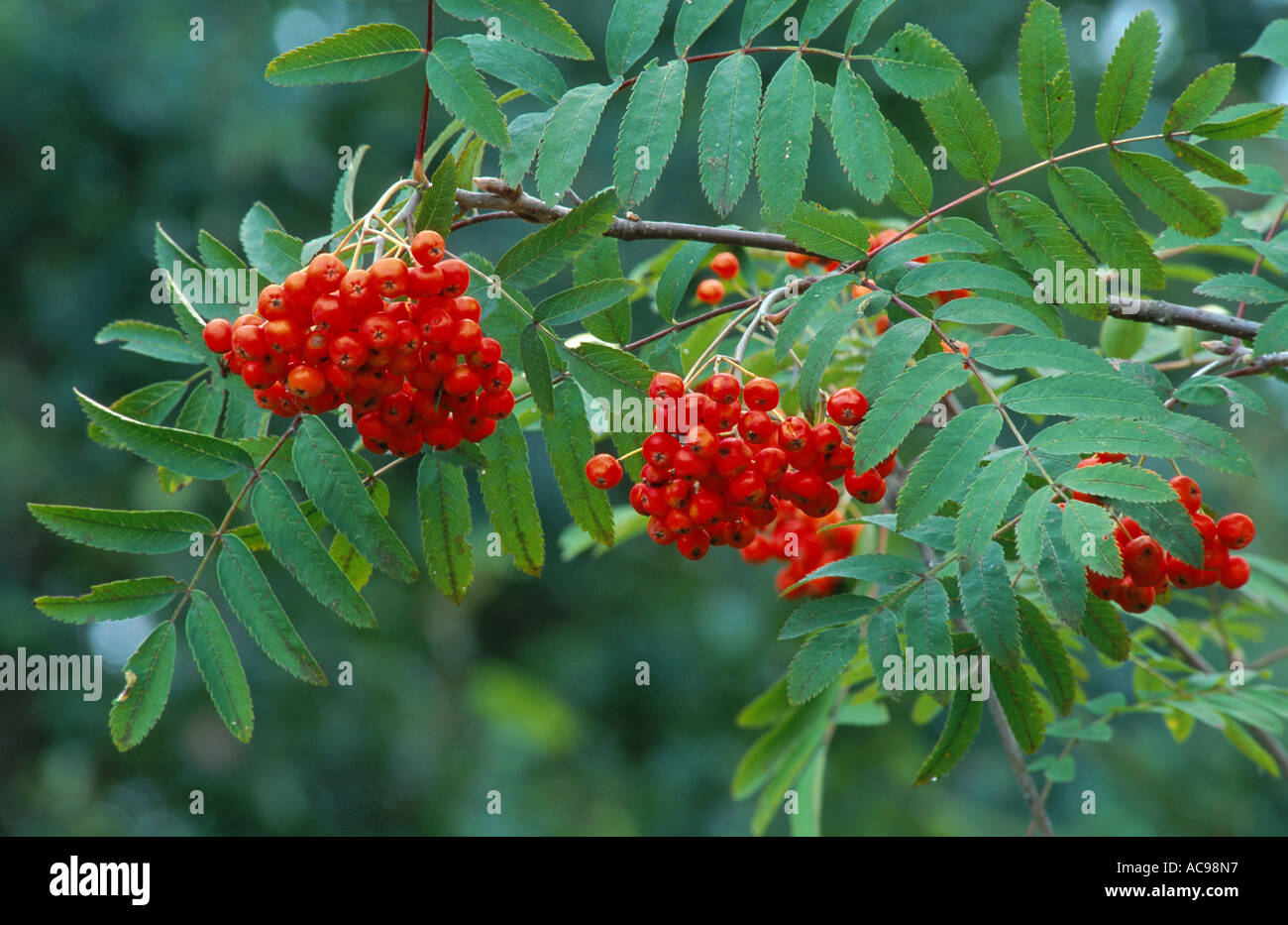 European mountain-ash, rowan tree (Sorbus aucuparia), ripe fruits Stock ...