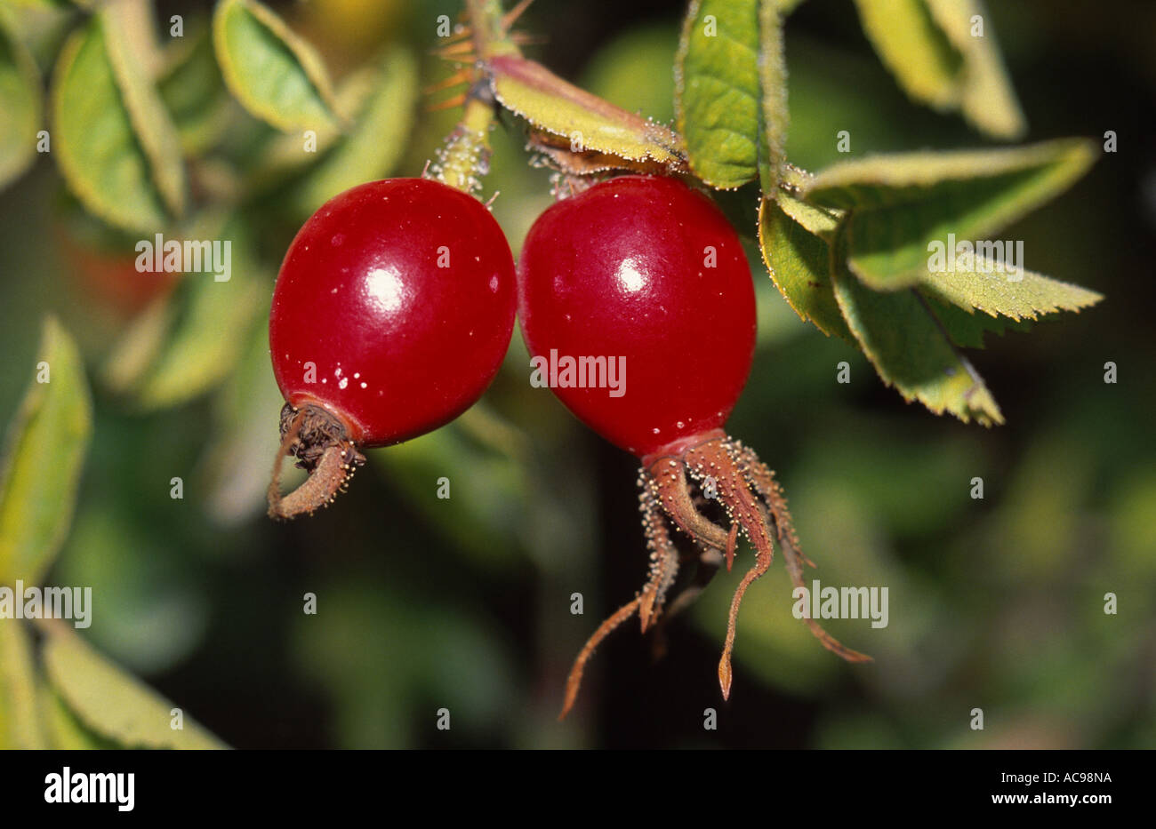 rose (Rosa spec.), ripe fruits Stock Photo - Alamy