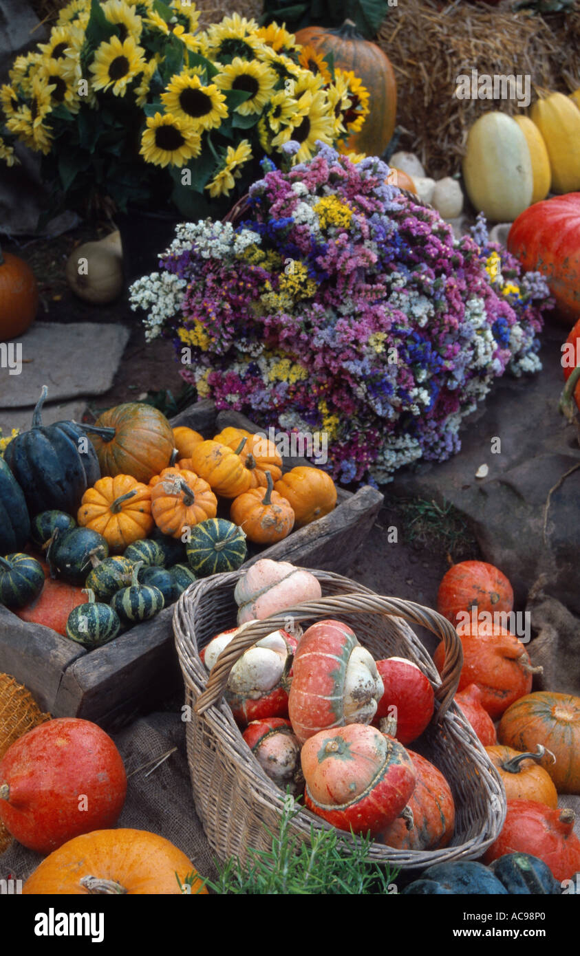 gourd (Cucurbita spec.), ripe fruits for thanksgiving Stock Photo - Alamy