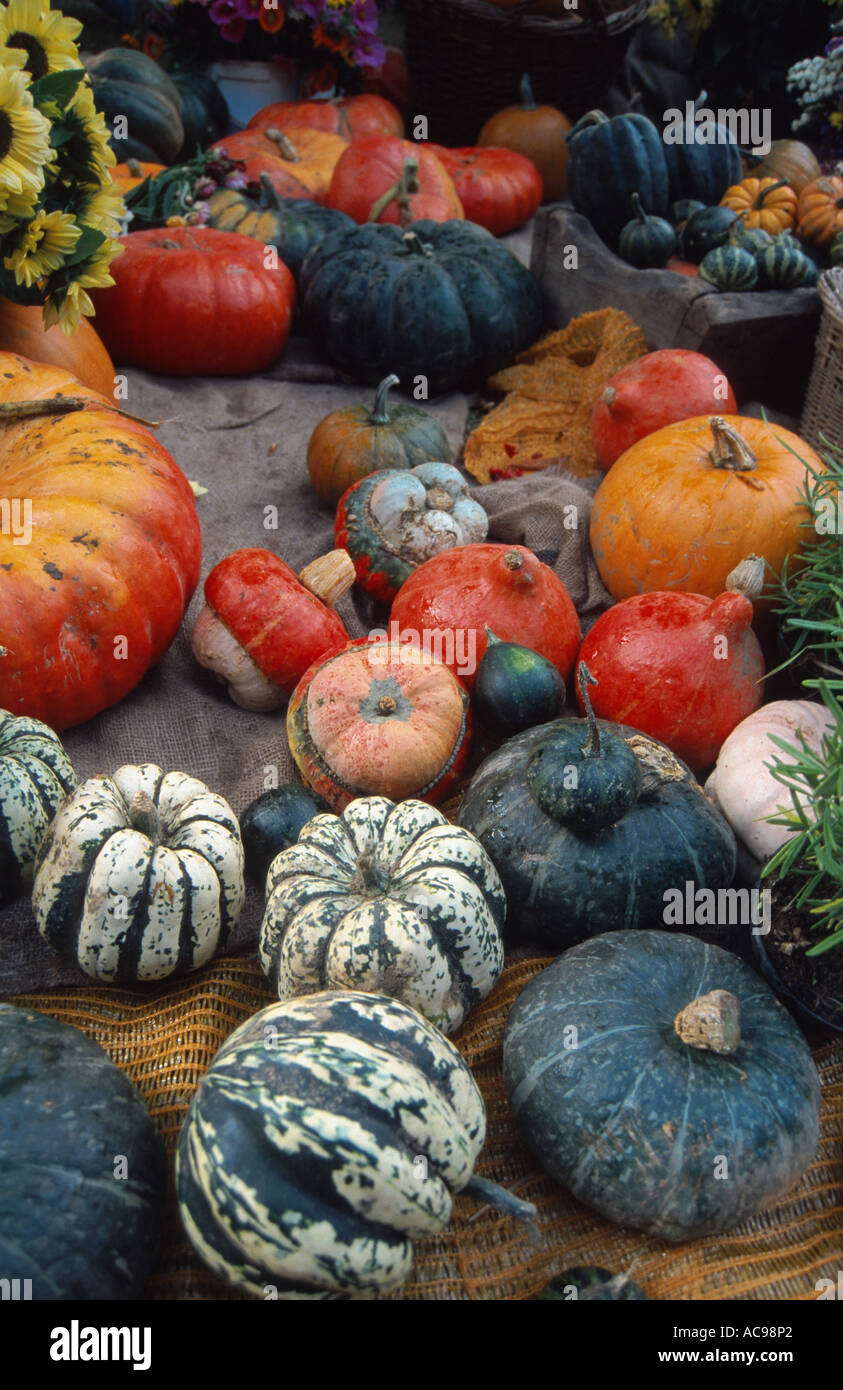 ornamental pumpkin (Cucurbita pepo convar. microcarpina), ripe fruits ...