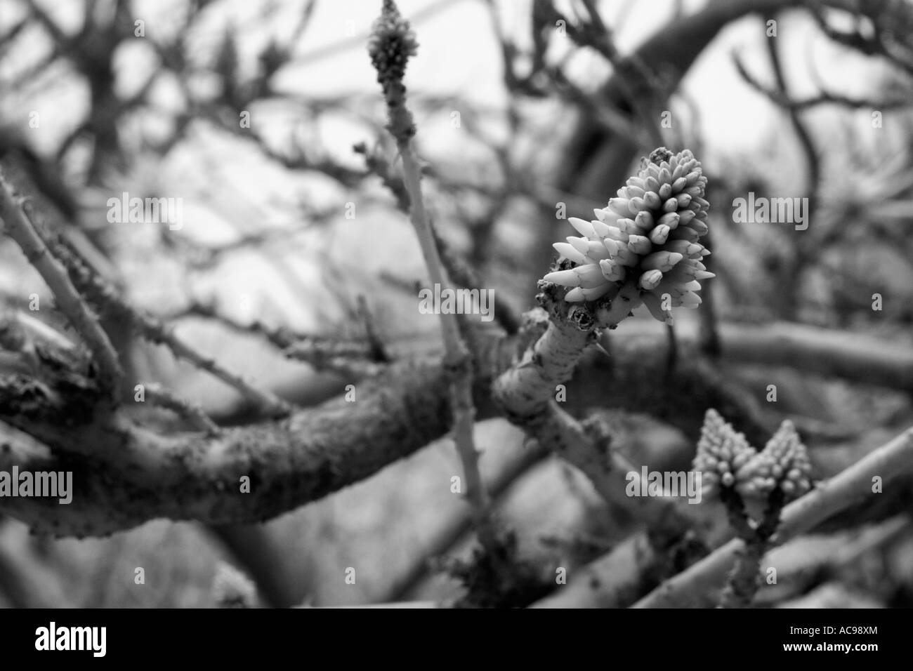 A tree blossom in spring infrared Stock Photo - Alamy