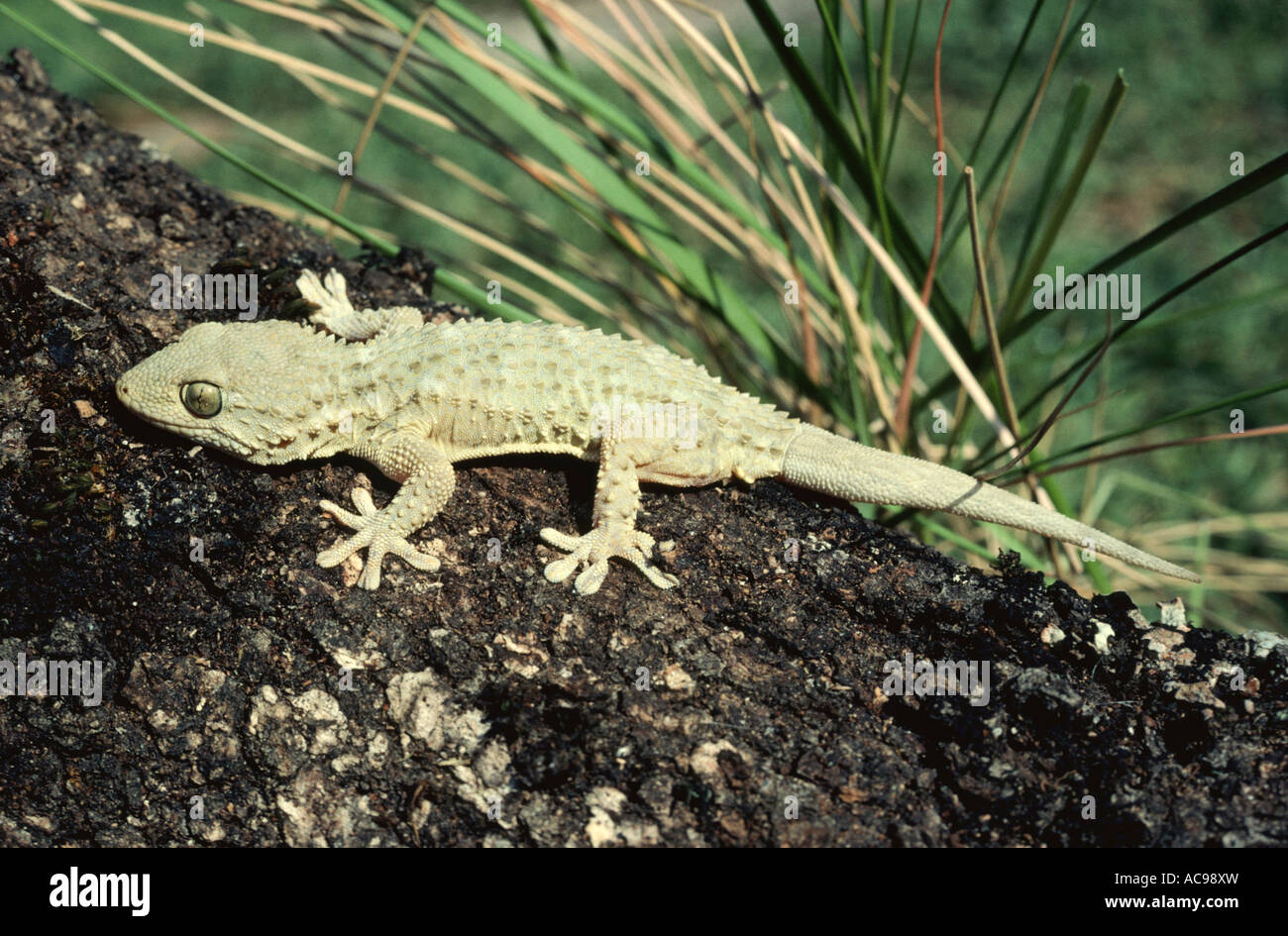 Common Moorish Gecko Tarentola mauritanica Spain Stock Photo - Alamy