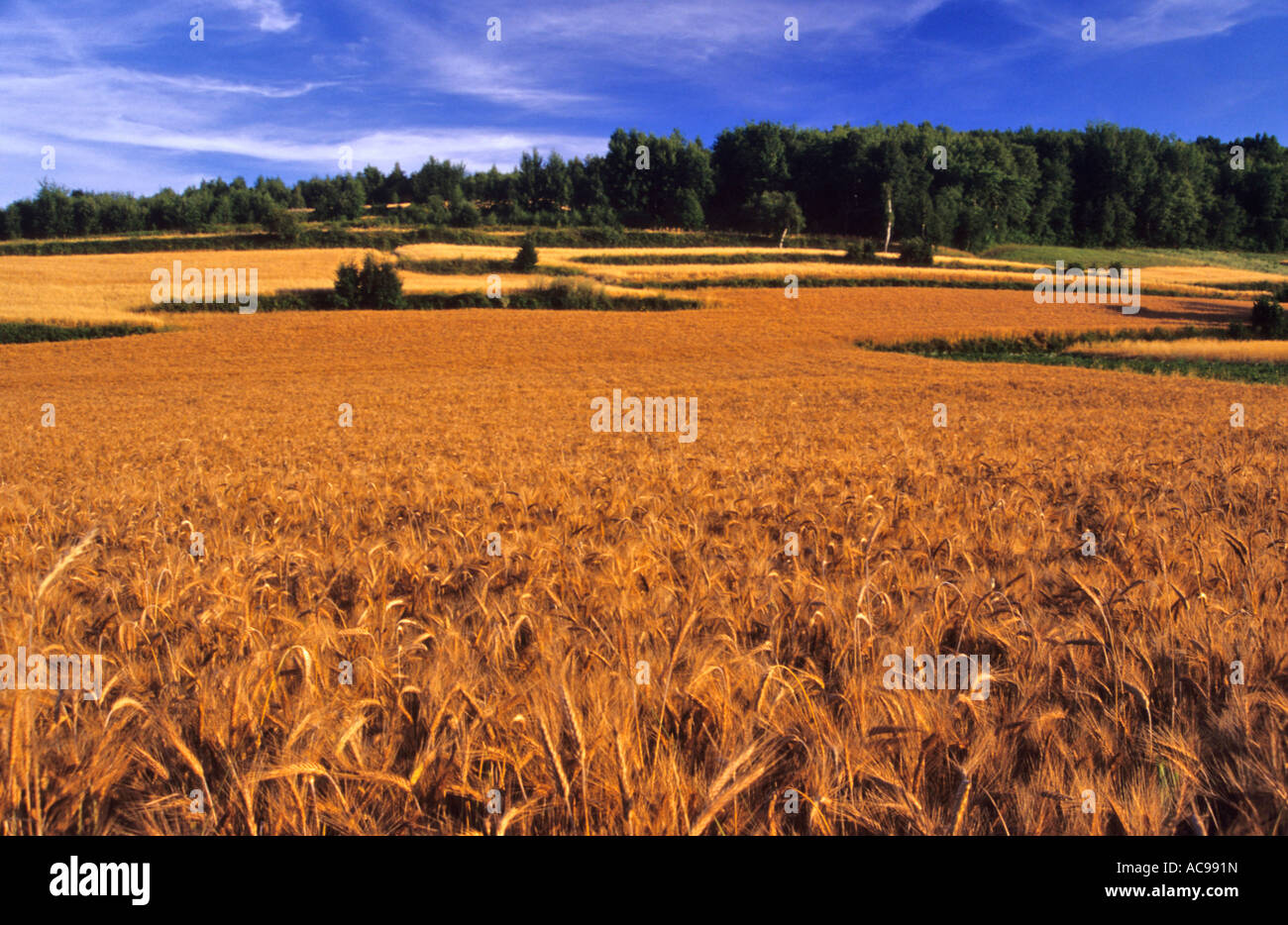 Poland agriculture hi-res stock photography and images - Alamy