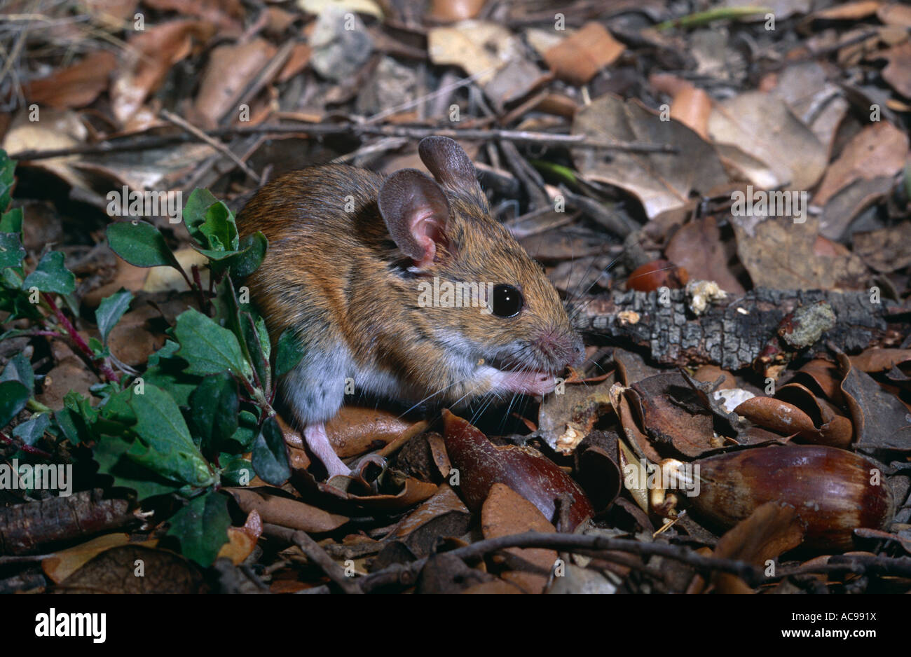 Wood mouse apodemus sylvaticus on hi-res stock photography and images ...