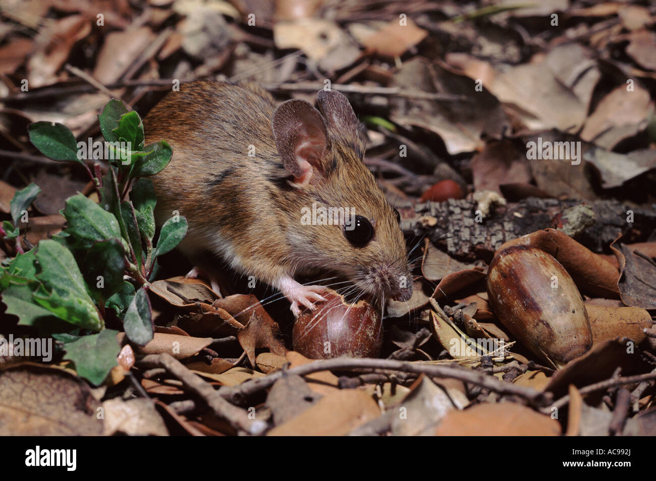 Feeding mice hi-res stock photography and images - Alamy