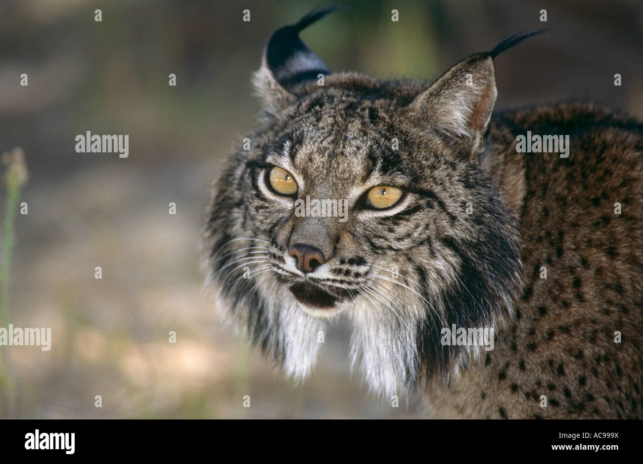 Spanish Lynx Lynx pardina Donana NP Spain Stock Photo - Alamy
