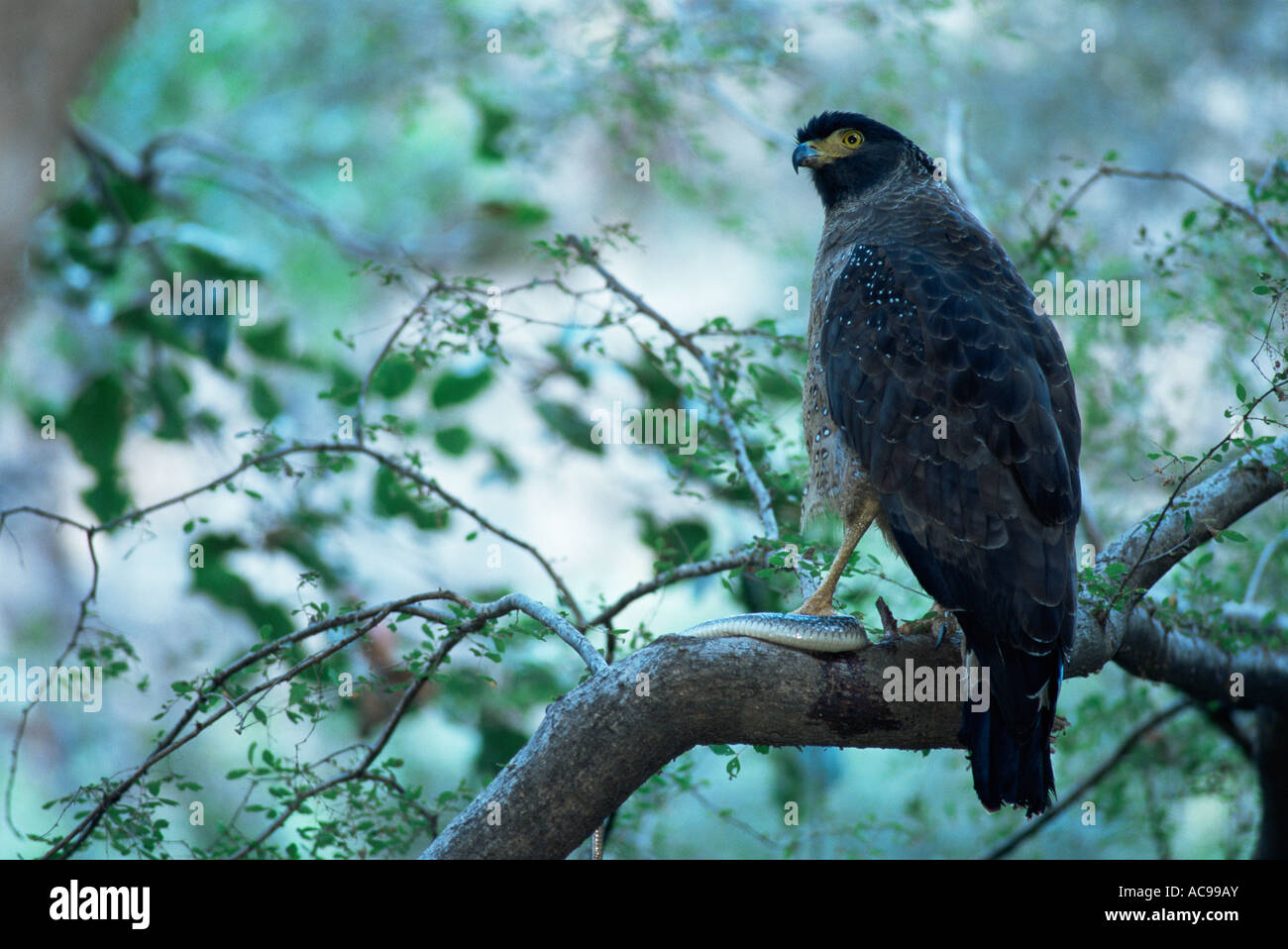 Crested serpent eagle Spilornis cheela with snake prey Ranthambore NP ...
