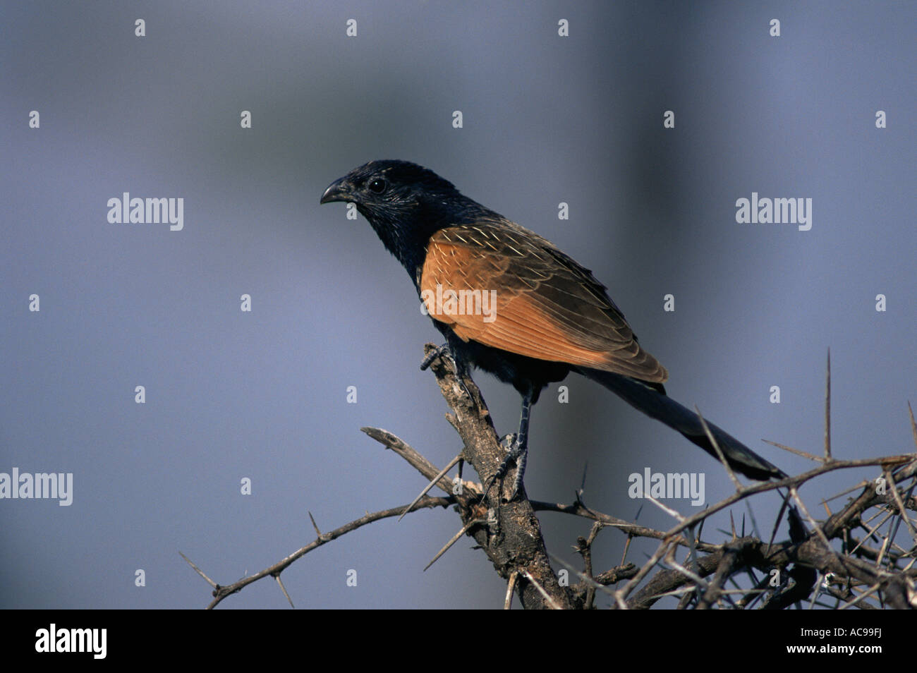 Black chested coucal hi-res stock photography and images - Alamy