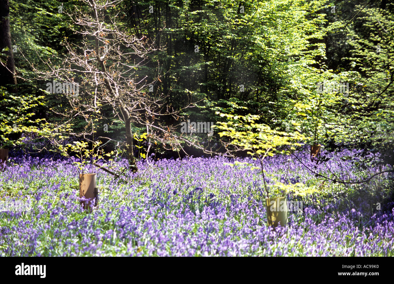 Infilling hi-res stock photography and images - Alamy