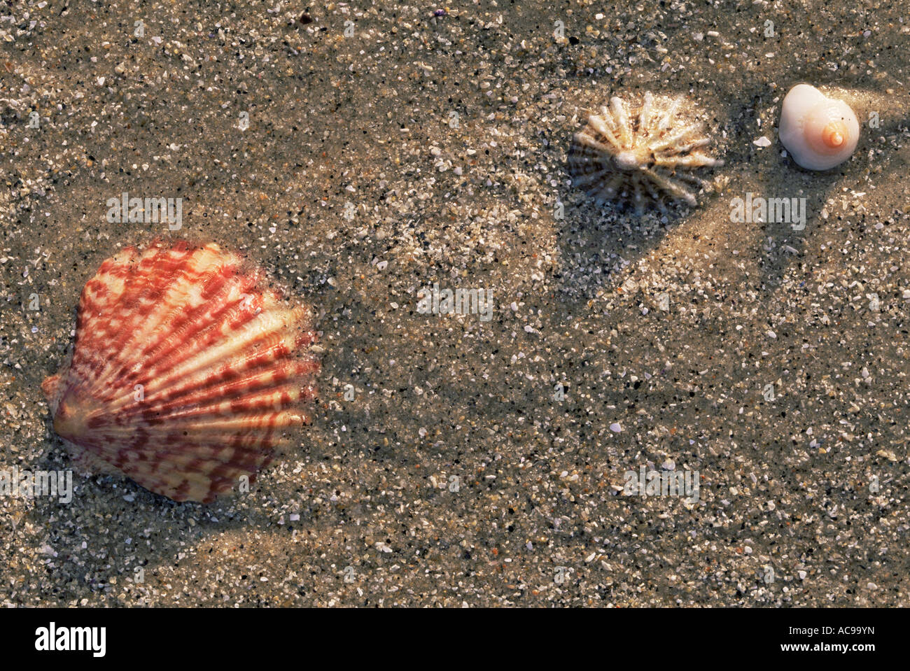 Seashells washed up on the beach Mallaig Scotland UK Stock Photo - Alamy