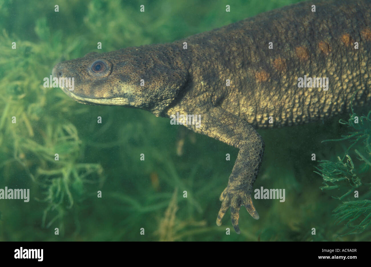 Sharp ribbed salamander Pleurodeles waltl Spain Stock Photo - Alamy