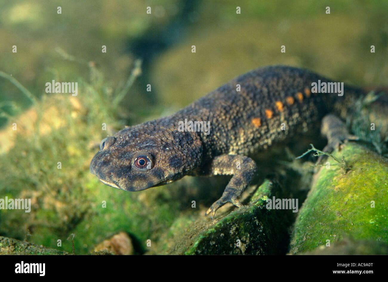 Sharp ribbed salamander Pleurodeles waltl Yecla Murcia Spain Stock ...