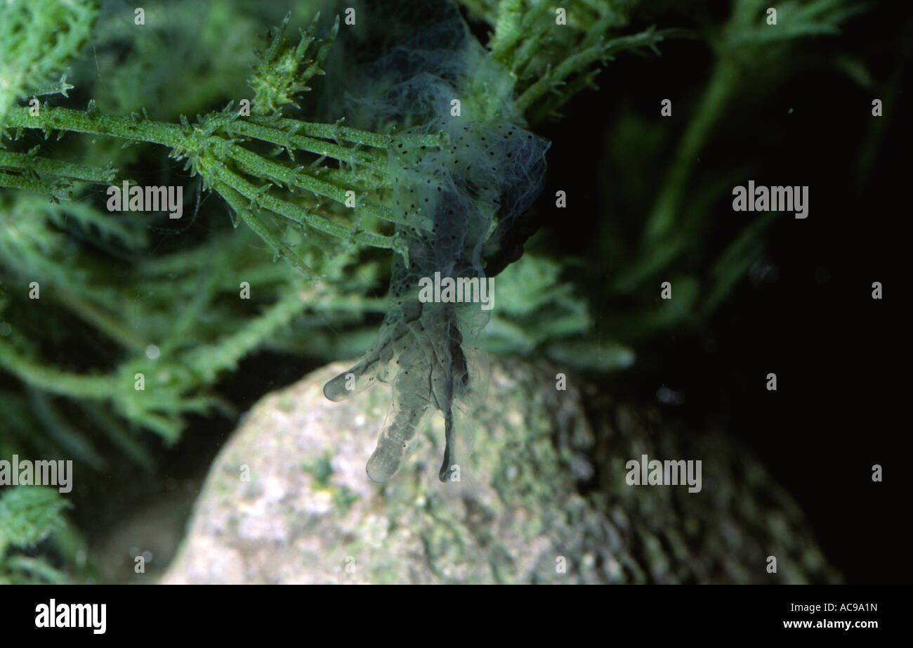 Moulted skin of Sharp ribbed salamander Pleurodeles waltl Spain Stock ...