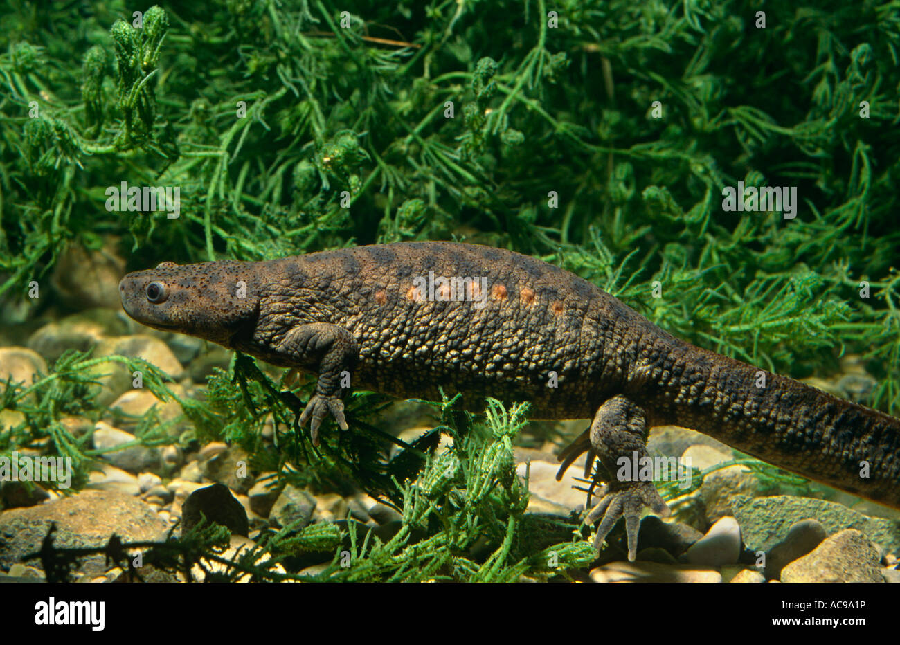Sharp ribbed salamanders hi-res stock photography and images - Alamy