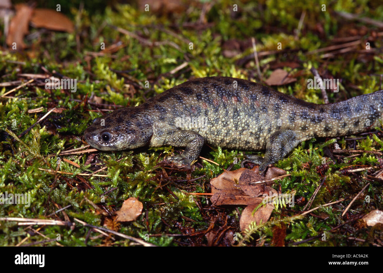 Sharp ribbed salamander Pleurodeles waltl Spain Stock Photo - Alamy