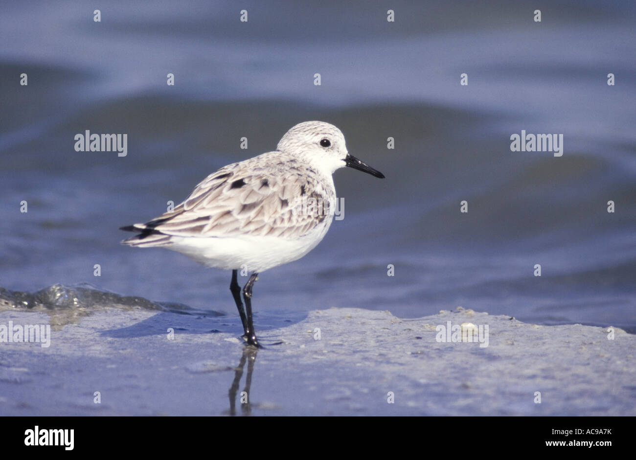 Sanderling winter plumage Calidris alba Alicante Spain Stock Photo - Alamy