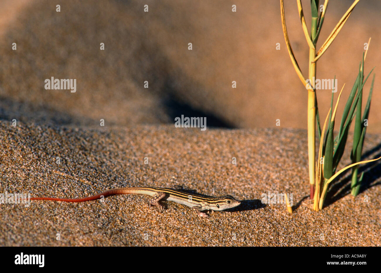 Spiny footed lizard spain hi-res stock photography and images - Alamy