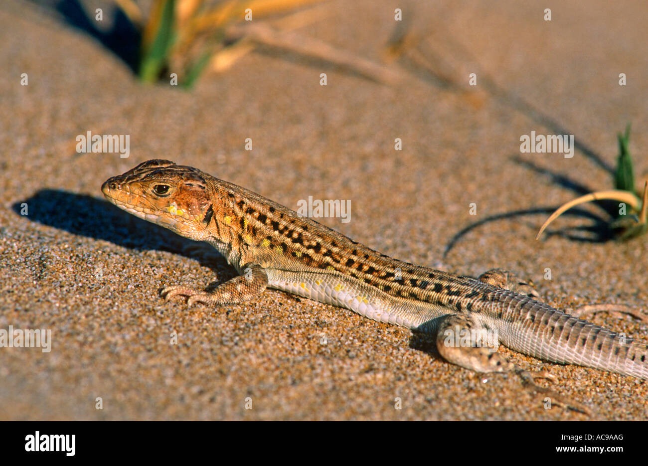 Spiny footed lizard male Acanthodactylus erythrurus endemic to Iberia ...