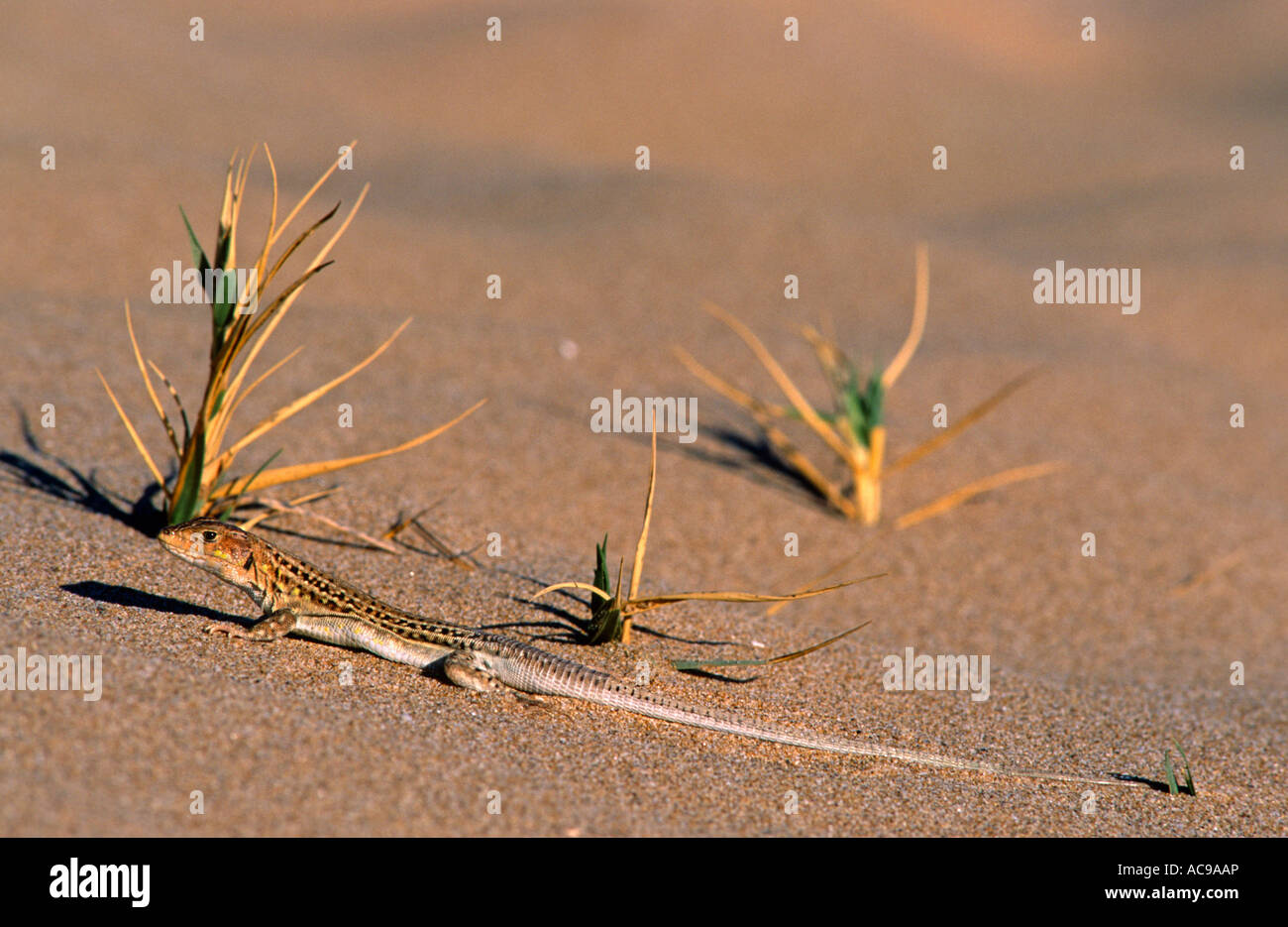 Spiny footed lizard male Acanthodactylus erythrurus endemic to Iberia ...