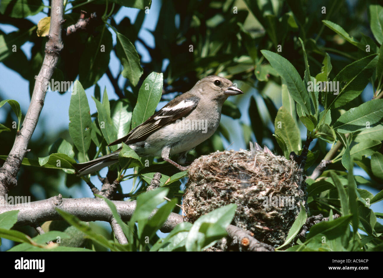 Female chaffinch Fringilla coelebs at nest with chicks beaks just ...