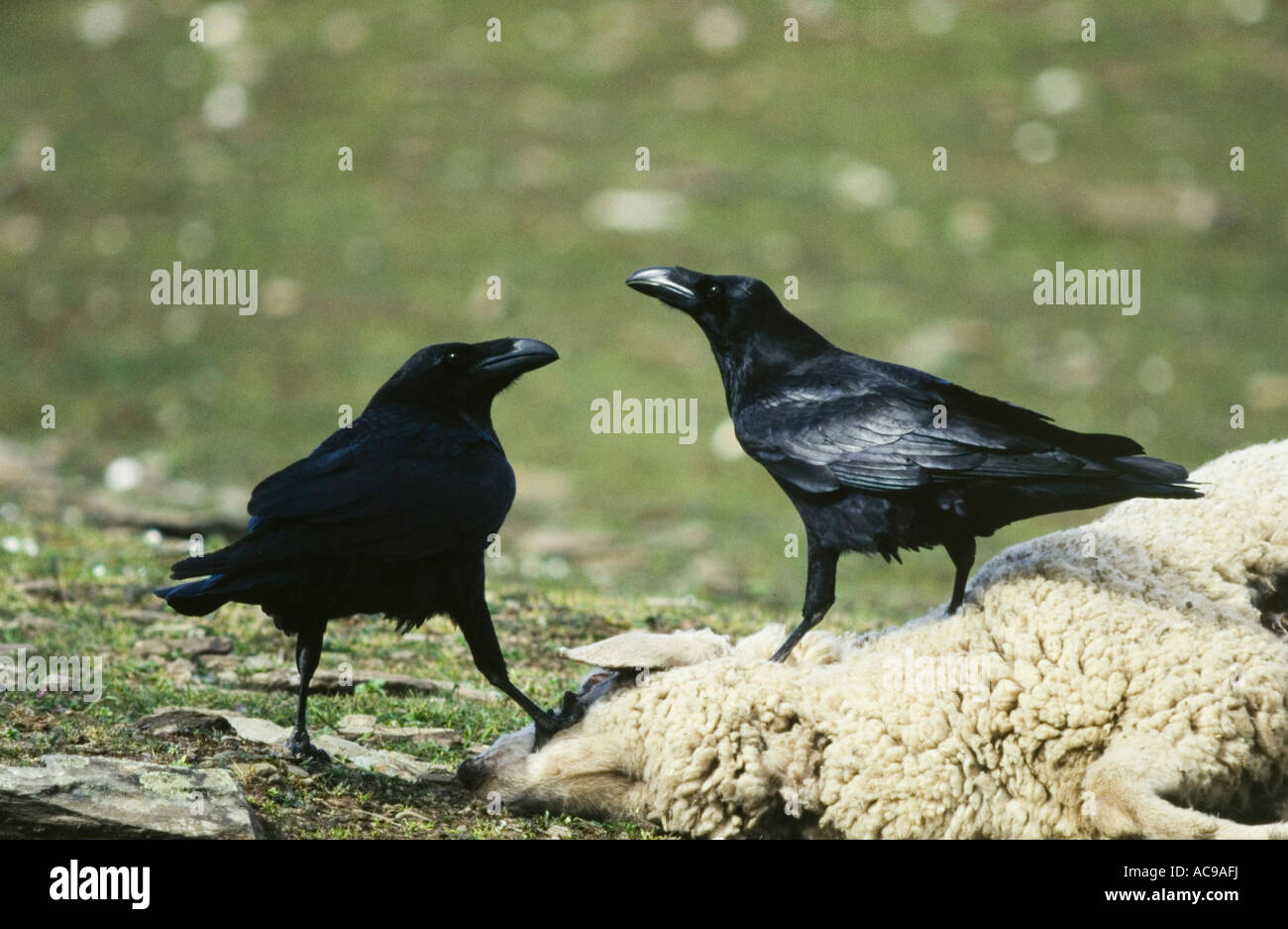 Common raven scavenging carcass Corvus corax Spain Stock Photo - Alamy