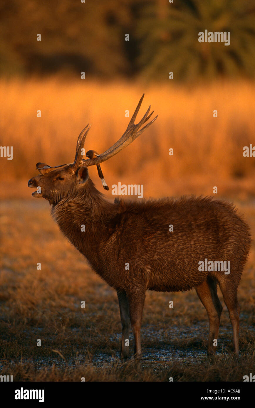 Indian sambar Cervus unicolor male with India tree pie birds ...