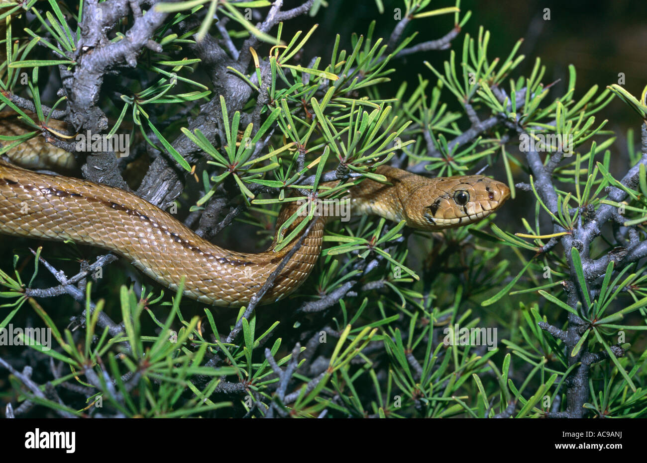 Ladder snake Elaphe scalaris climbing shrub Rhamnus lycioides Allicante ...