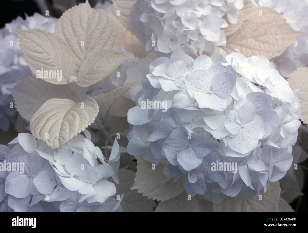 A flower in infrared Stock Photo - Alamy