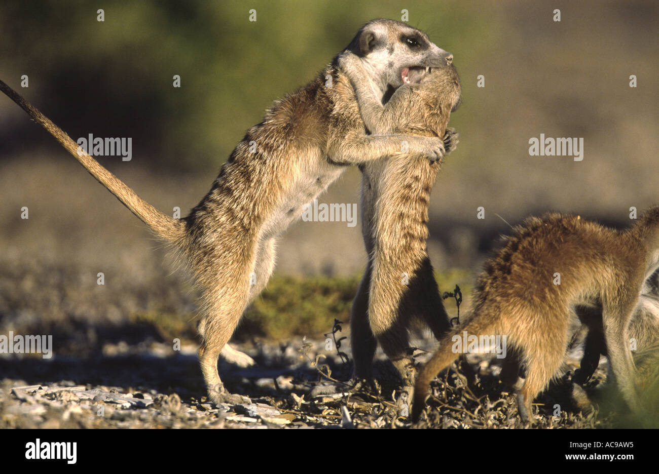 Angry meerkat hi-res stock photography and images - Alamy