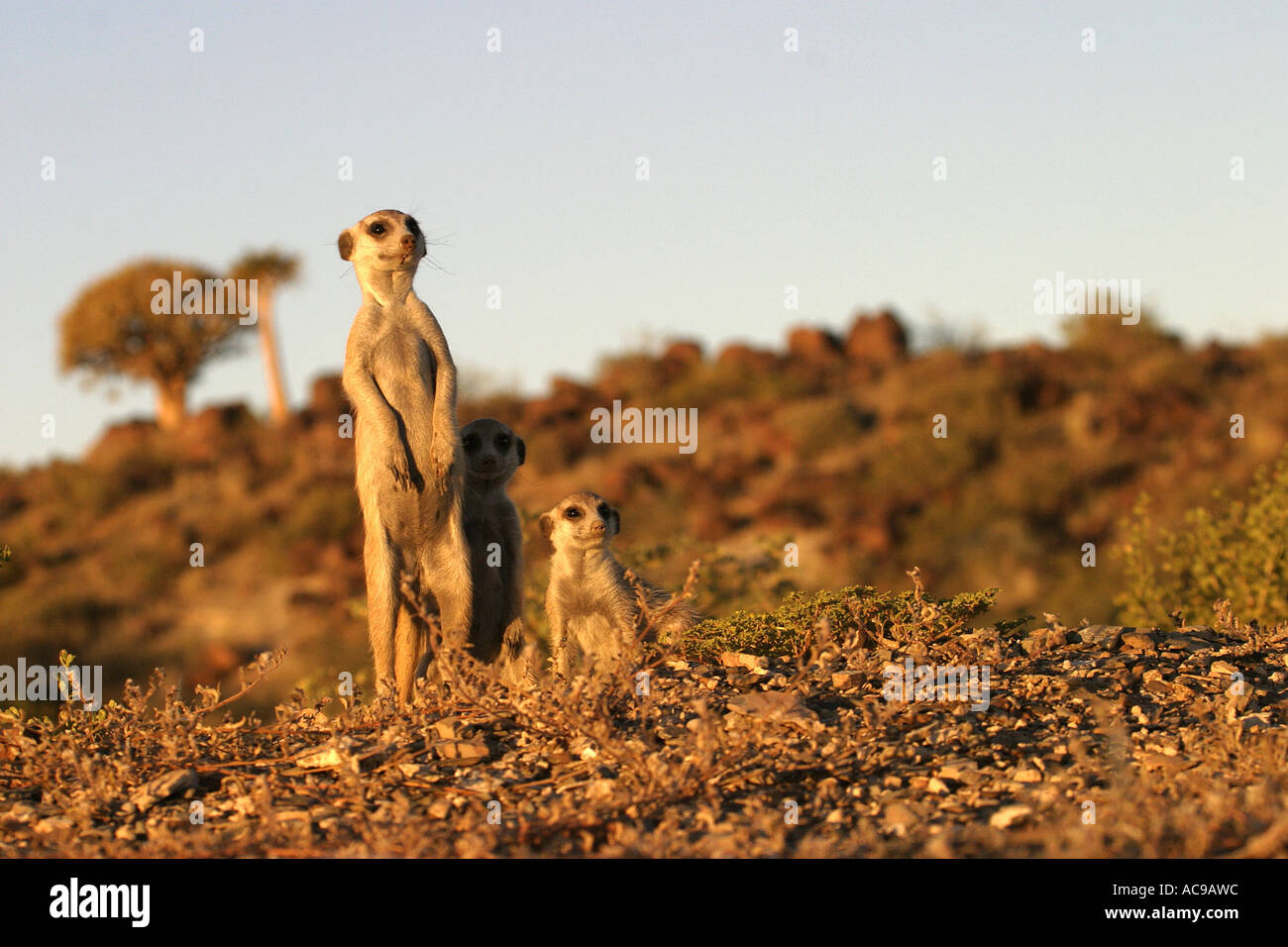 suricate, slender-tailed meerkat (Suricata suricatta), look out ...
