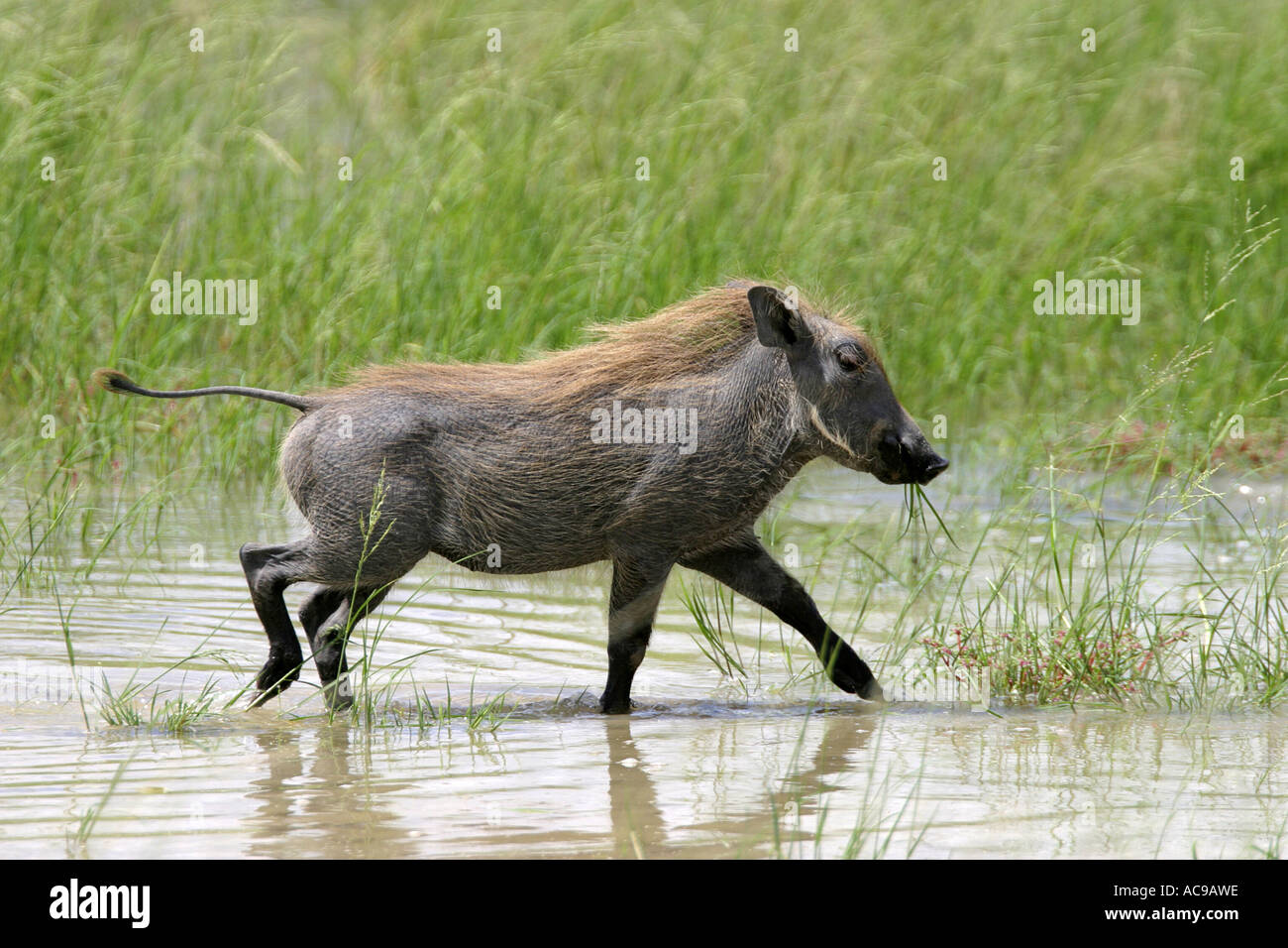 common warthog, savanna warthog (Phacochoerus africanus), juvenile ...