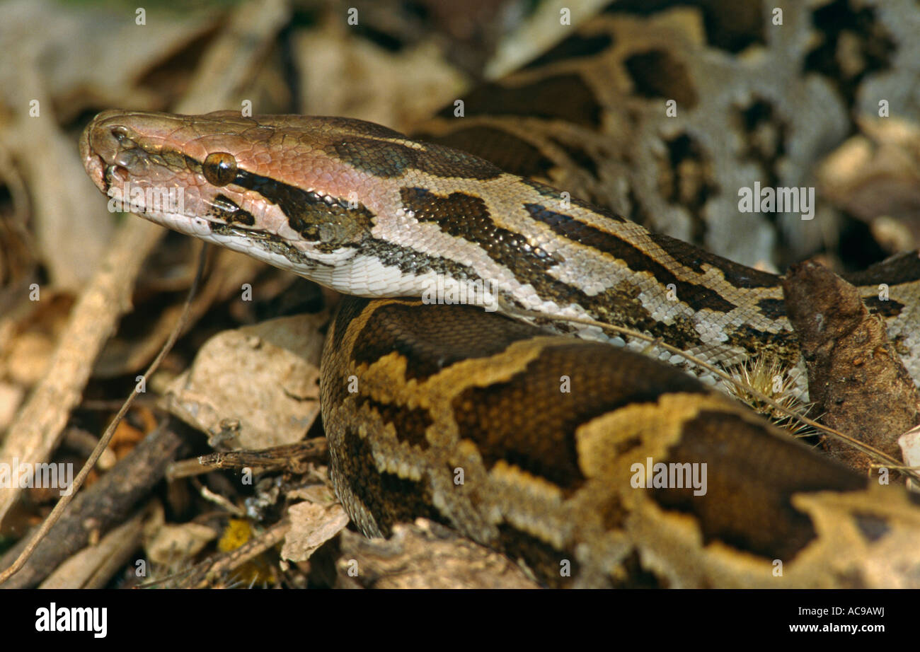 Indian Pythons Python Molurus High Resolution Stock Photography and ...