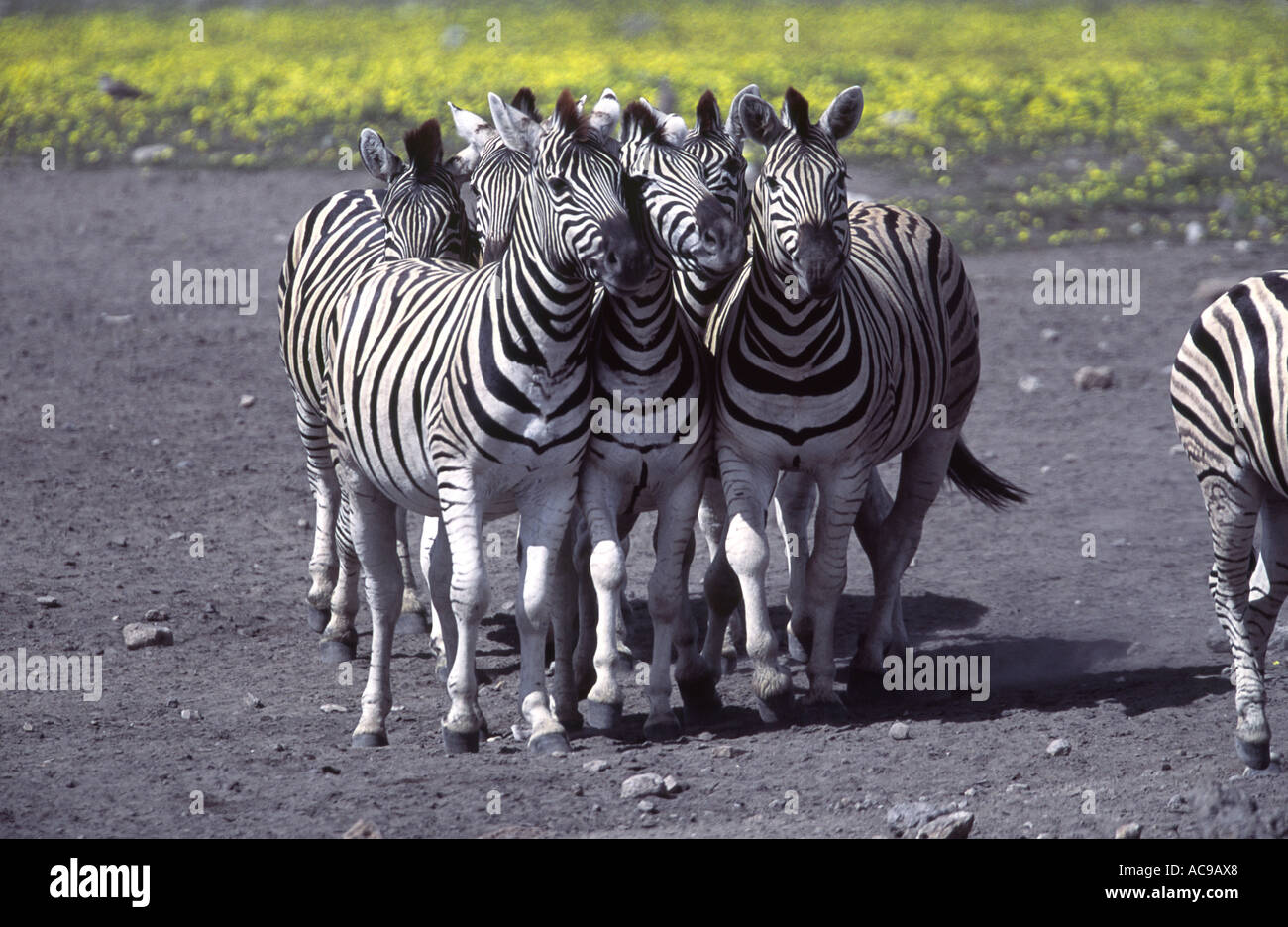Zebra running toward camera hi-res stock photography and images - Alamy