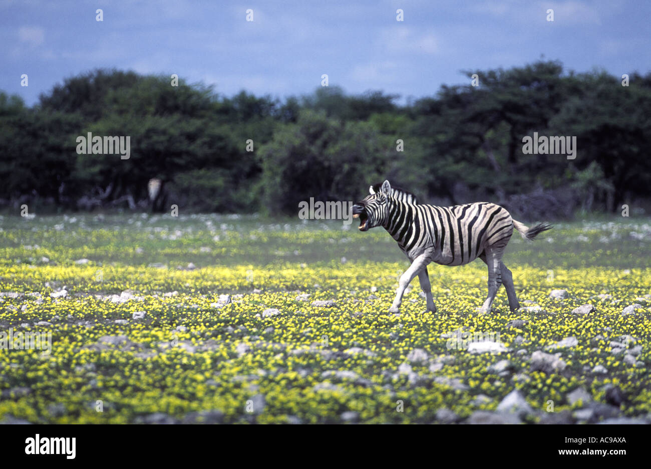 Common Zebra (Equus quagga), neighing, standing on yellow flower meadow ...