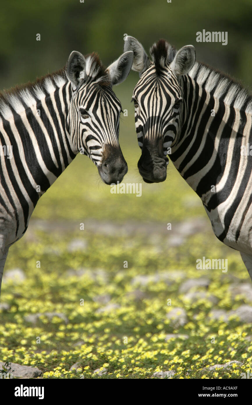 Namibian national flower hi-res stock photography and images - Alamy