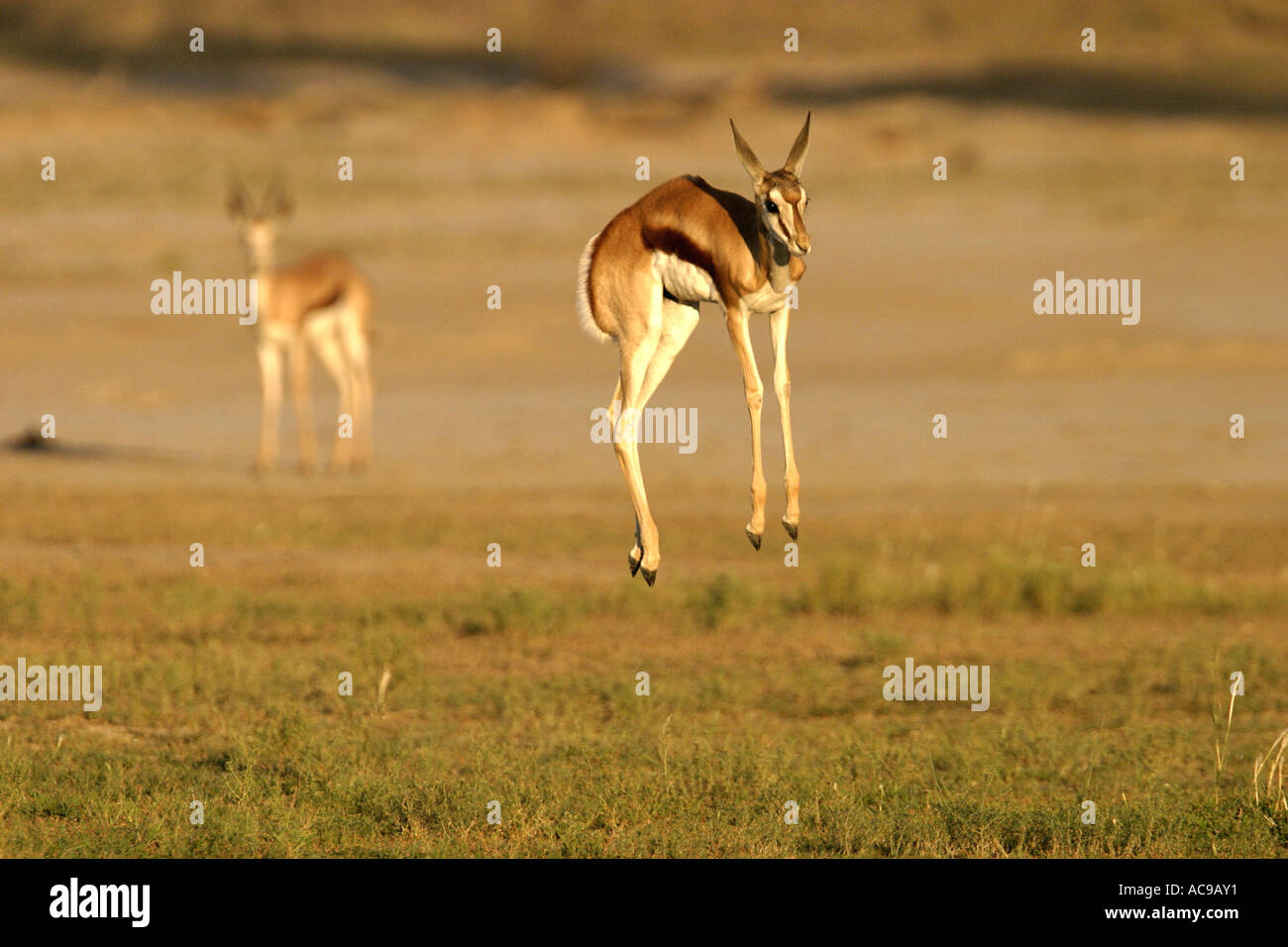 springbuck, springbok (Antidorcas marsupialis), juvenile, jumping ...