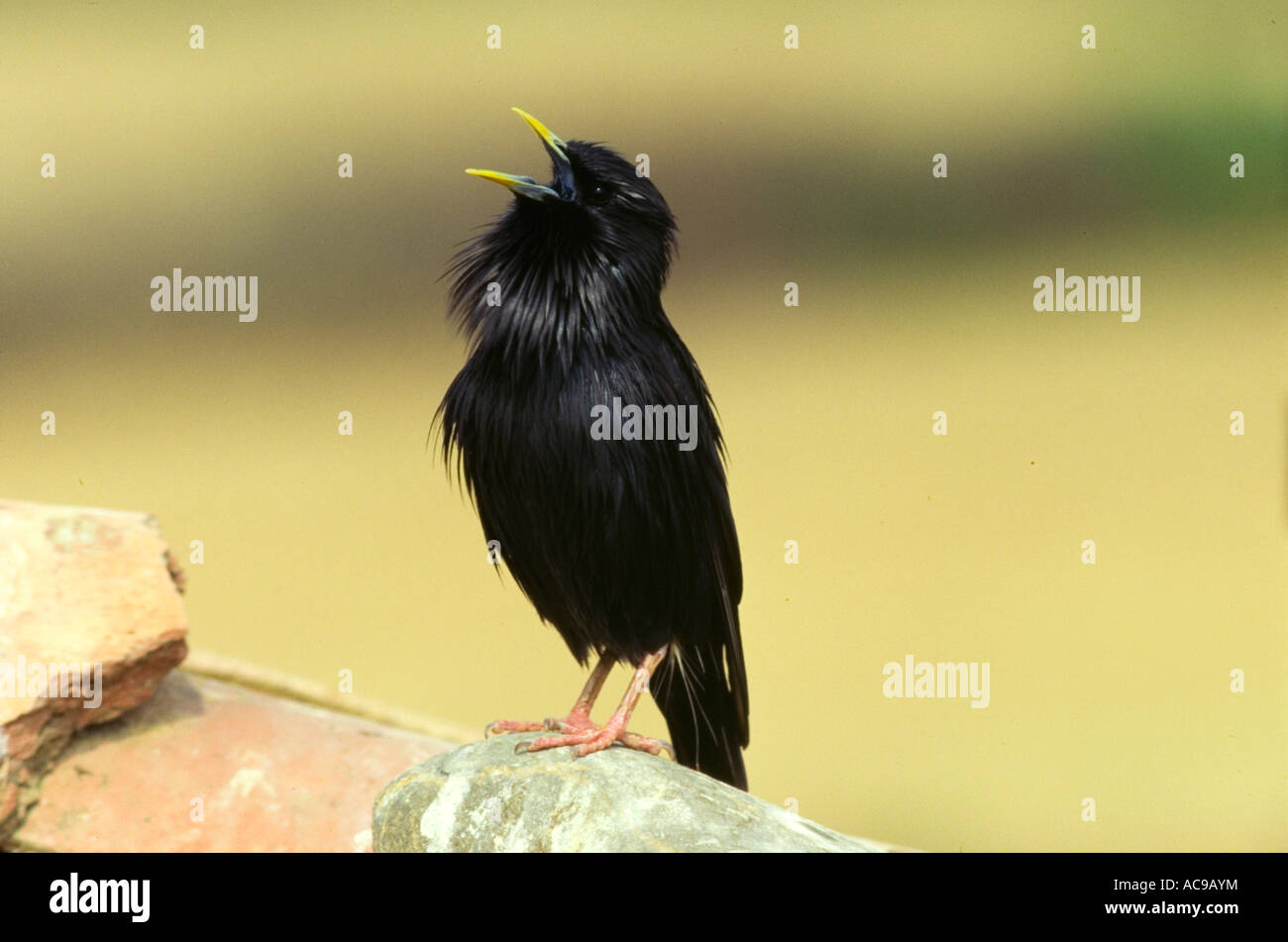 Starlings of spain hi-res stock photography and images - Alamy